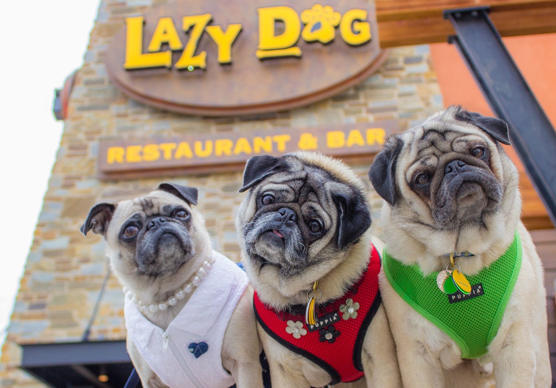 Top Cafes and Restaurants in the USA that Welcome Animals | Pets ...