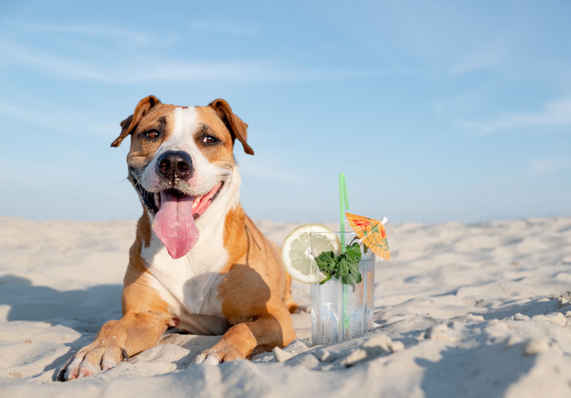 Pet-Friendly Beaches in California | Pets Allowed Hotels